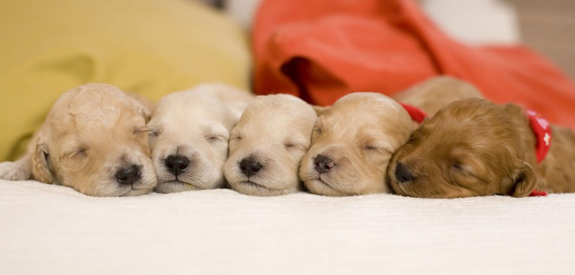 ¿Cómo ayudar en un parto canino? – Capu y Bigotes
