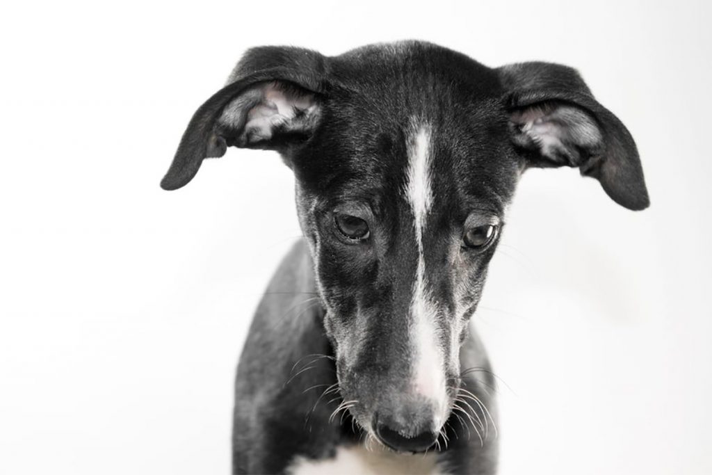 10 curiosidades que desconoces de tu perro – Capu y Bigotes