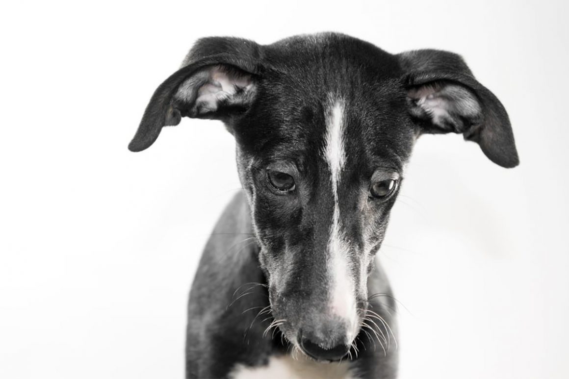 10 curiosidades que desconoces de tu perro – Capu y Bigotes