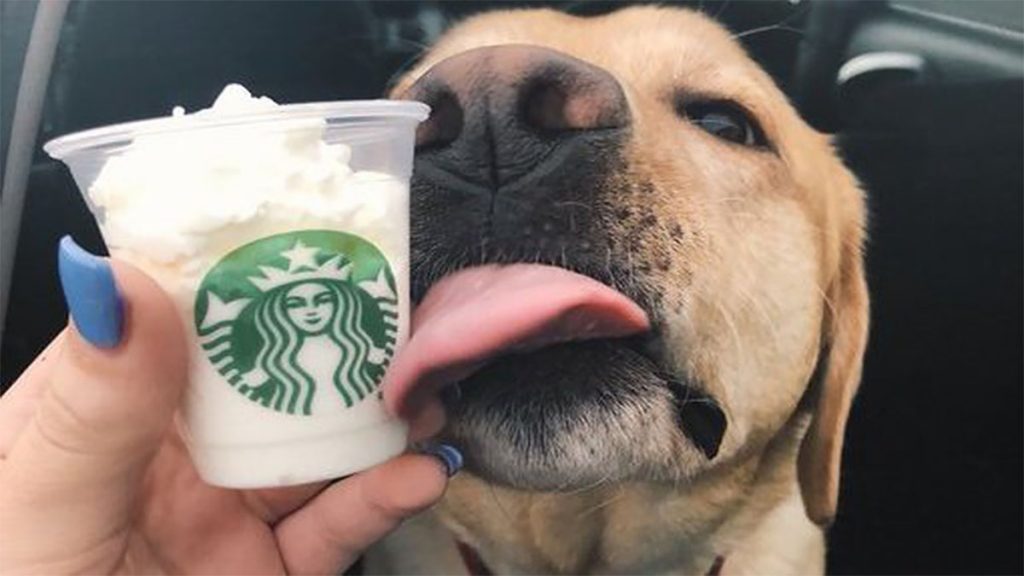 Puppuchino: la nueva bebida para perros – Capu y Bigotes