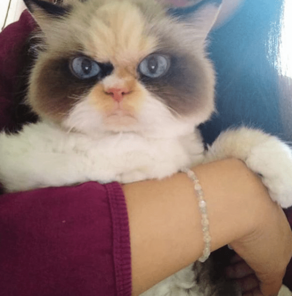 Meow Meow, la gata gruñona que luce más amargada que su antecesor ...