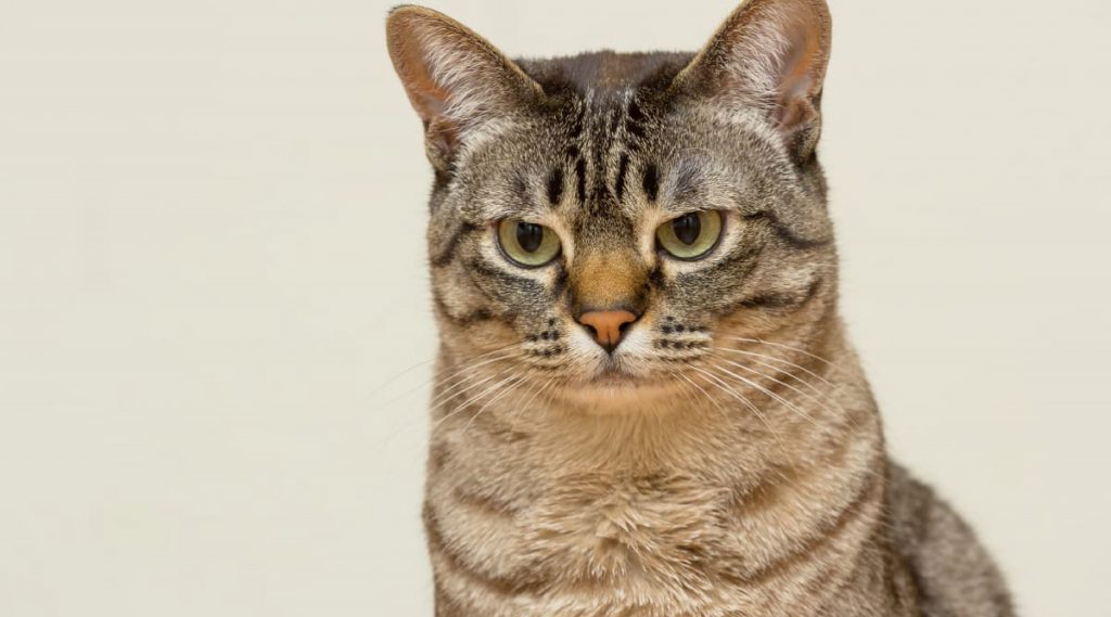 El lenguaje corporal de un gato dice mucho de su salud – Capu y Bigotes