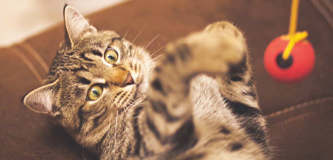 ¡Por qué su gato necesita jugar y cómo hacerlo bien! – Capu y Bigotes