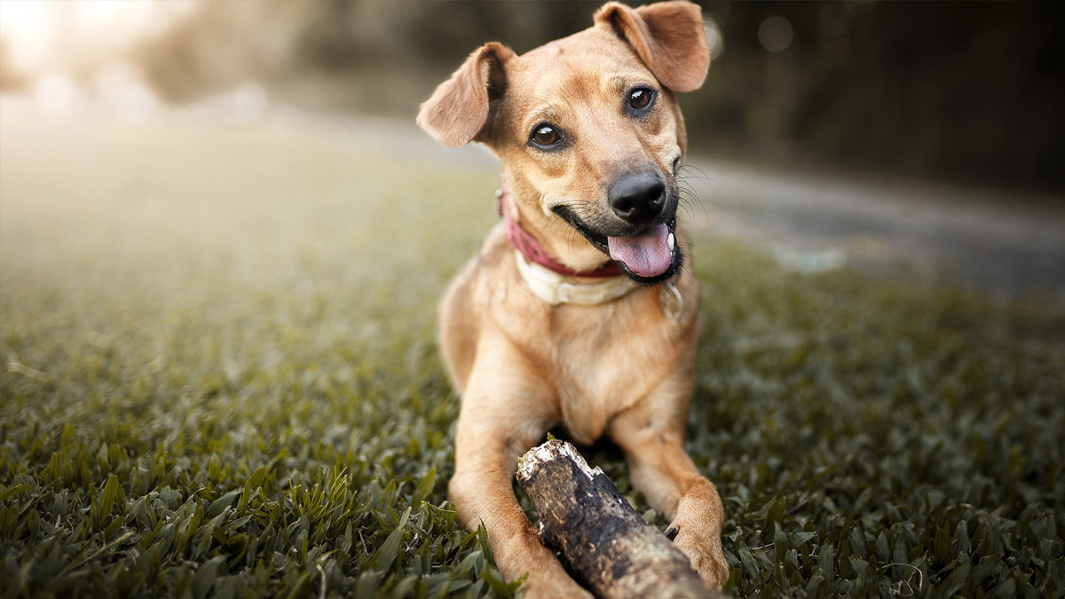 Tenencia responsable y salud animal en el día del perro sin raza – Capu ...